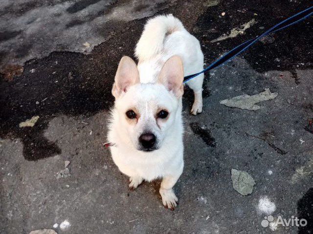 Фоксик миниатюрный мальчик