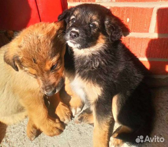 Собака в добрые руки отдам бесплатно