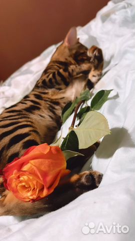 Бенгал ищет невесту,вязка