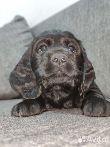 Щенок Русского Спаниеля (Бойкин Спаниель)