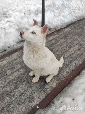 Собака порода хаски