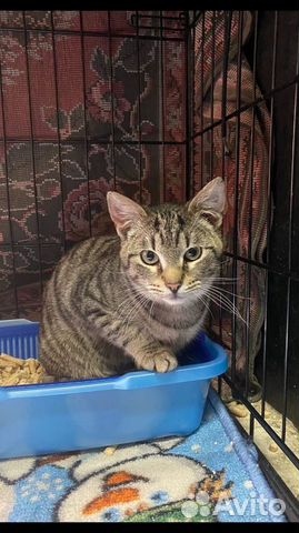 Котенок