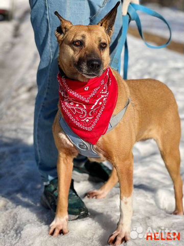 Собака в добрые руки