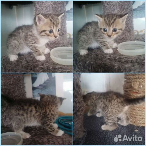 Котенок девочка