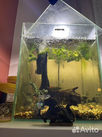 Черепаха с аквариумом в дар