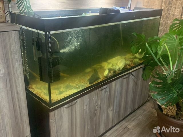 Аквариум 550л с тумбой и рыбами