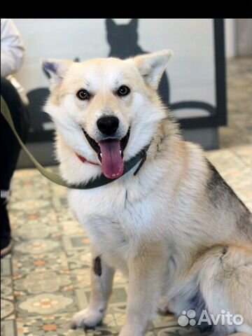 Собака в добрые руки