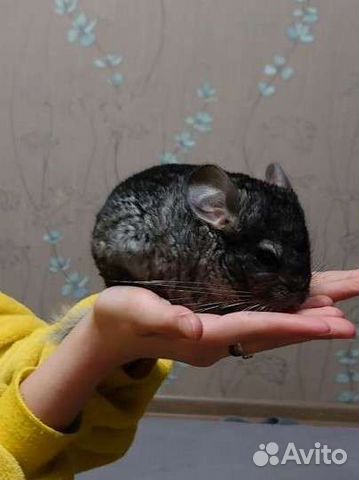 Котята шиншилла