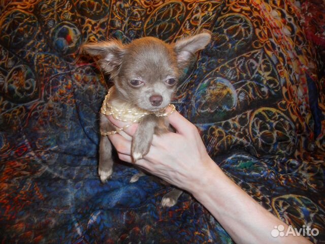 Чихуахуа девочка и другие щенки