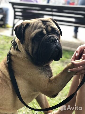 Бульмастиф мальчик
