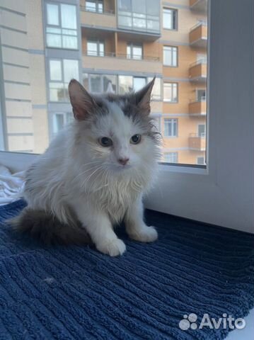 Кому чудо-котенка