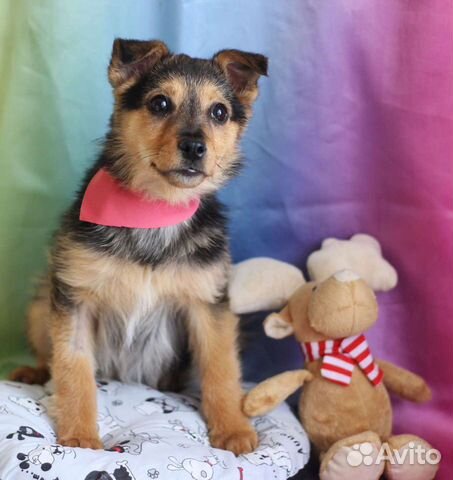 Щенок в добрые руки. Девочка