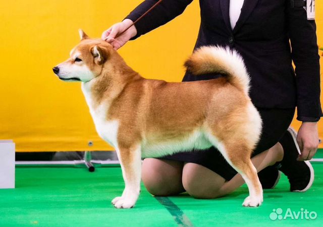 Вязка Сиба ину