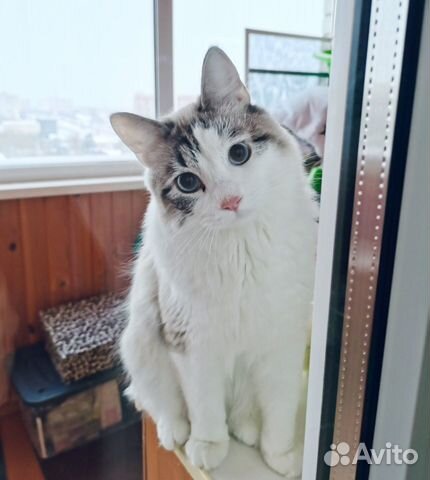 Молодой котик Лаки в заботливые ручки