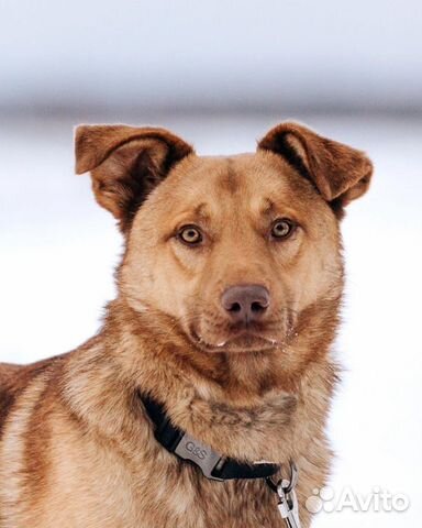 Карамельный Терри ищет дом