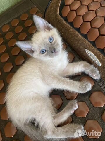 Сиамские котята