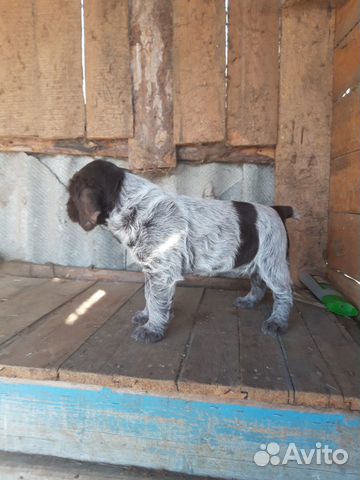 Продам щенка дратхаара