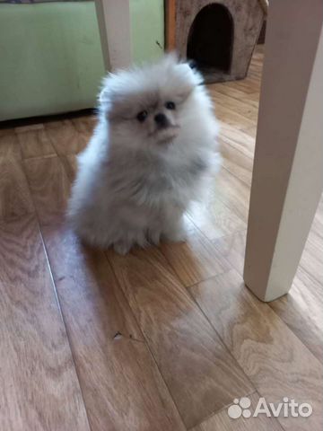 Щенки малого шпица