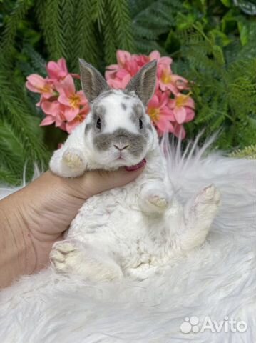 Рекс карликовый кукольной красоты