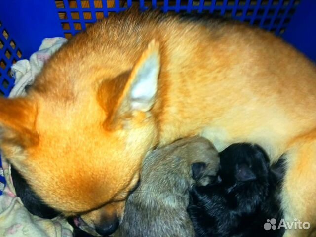 Щенки чихуахуа