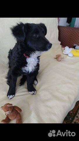 Щенок девочка ищет дом