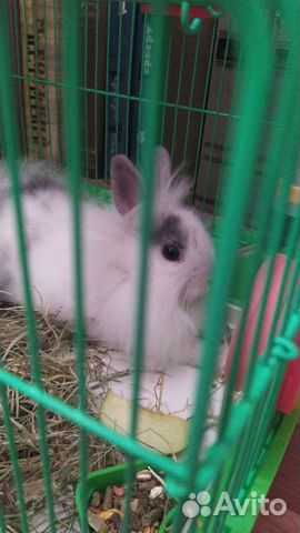 Кролик вязка