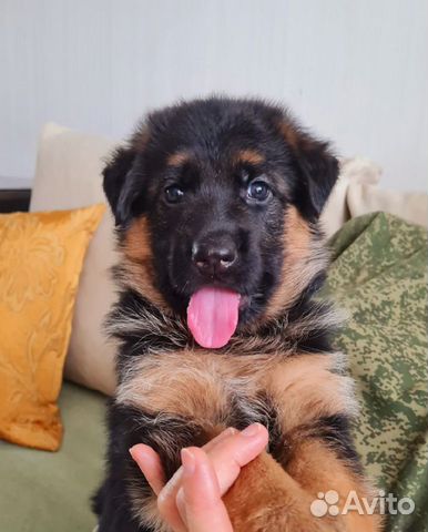 Щенки немецкой овчарки