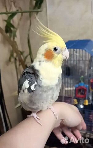 Попугай капелла молодая девочка
