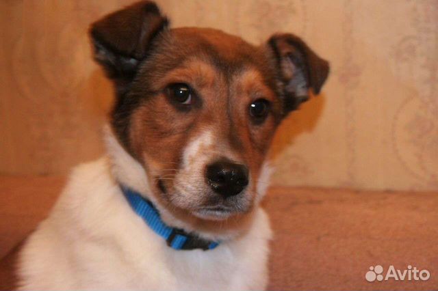 Милый Патрик (Кобель 5 мес.) В Дар В Добрые Руки