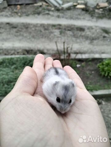 Продам 2 джунгарских хомячков