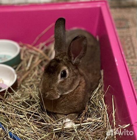 Кролик мальчик для вязки