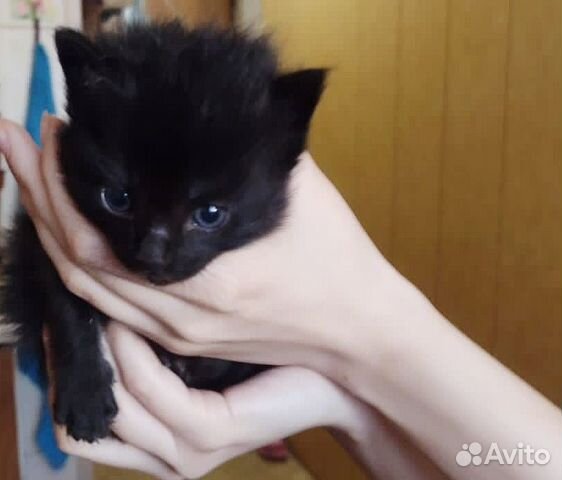 Котенок Пупсик (две штуки)