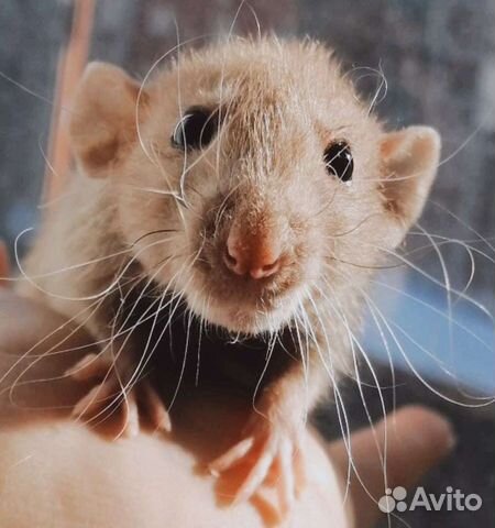 Крыса девочка 5 месяцев