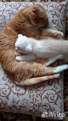 Кошки