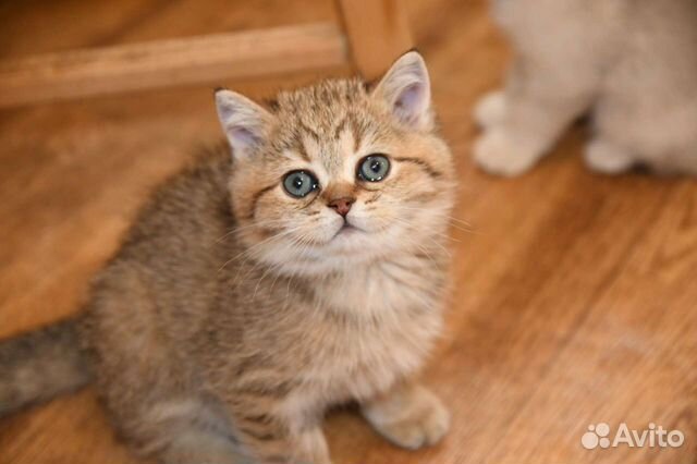 Котенок шотланский мальчик страйт