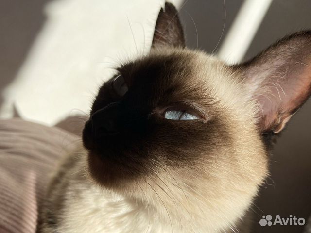 Сиамская Кошка вязка