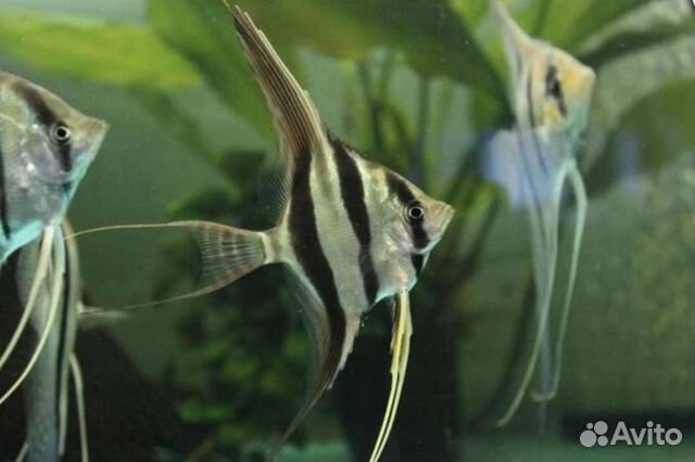 Альтум Перуанский