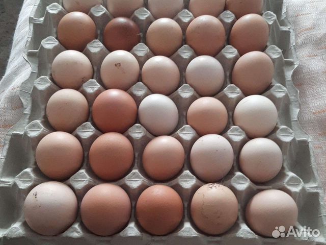 Инкубационное яйцо куриное