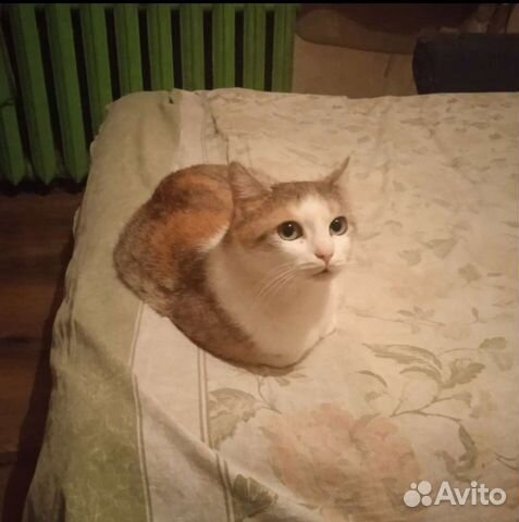 Кошка ищет дом
