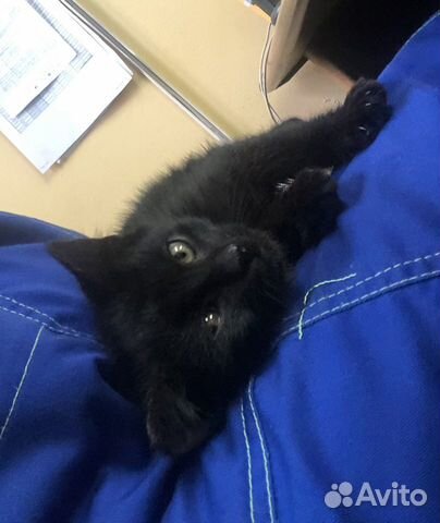 Котенок кот