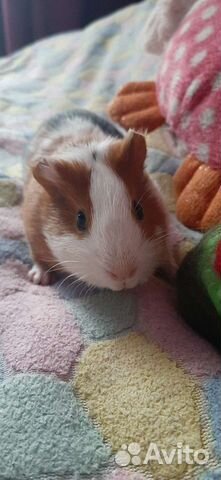 Морская свинка девочка