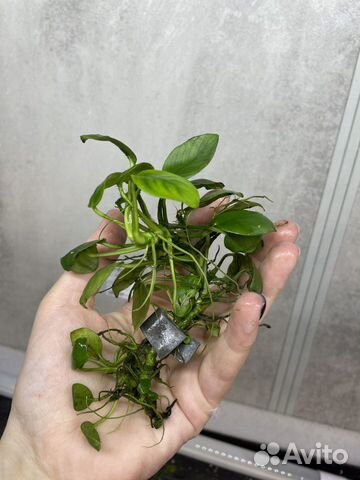 Анубиас нана и других растения ддя аквариума