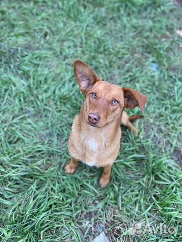 Коротколапая девочка ищет дом