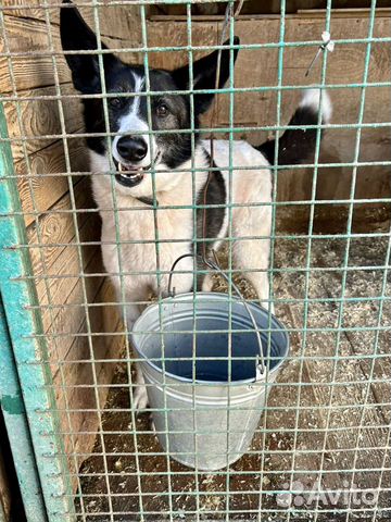 Бывшедомашний ушастик Тимон, отдам в хорошие руки