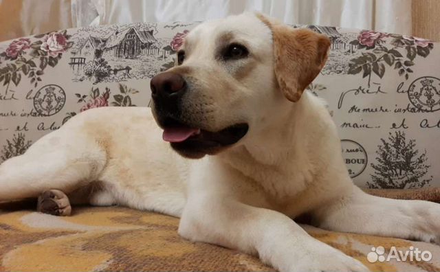 Собака в добрые руки отдам бесплатно