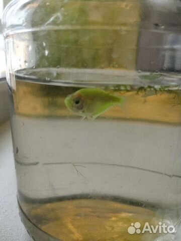 Тернеция Обмен на миролюбивых рыбок или растения