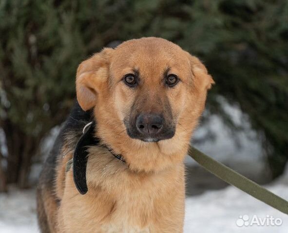 Малышка Вега в добрые руки