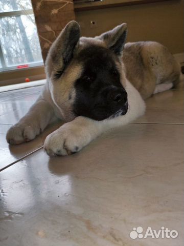 Щенки американской акиты