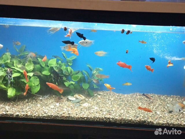 Аквариумные рыбки