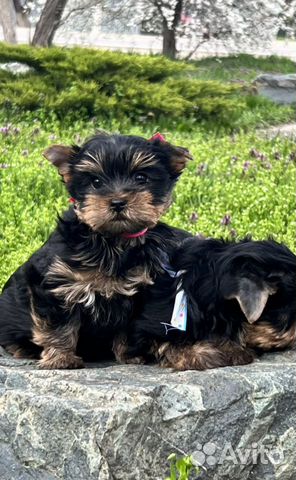 Йоркширский терьер